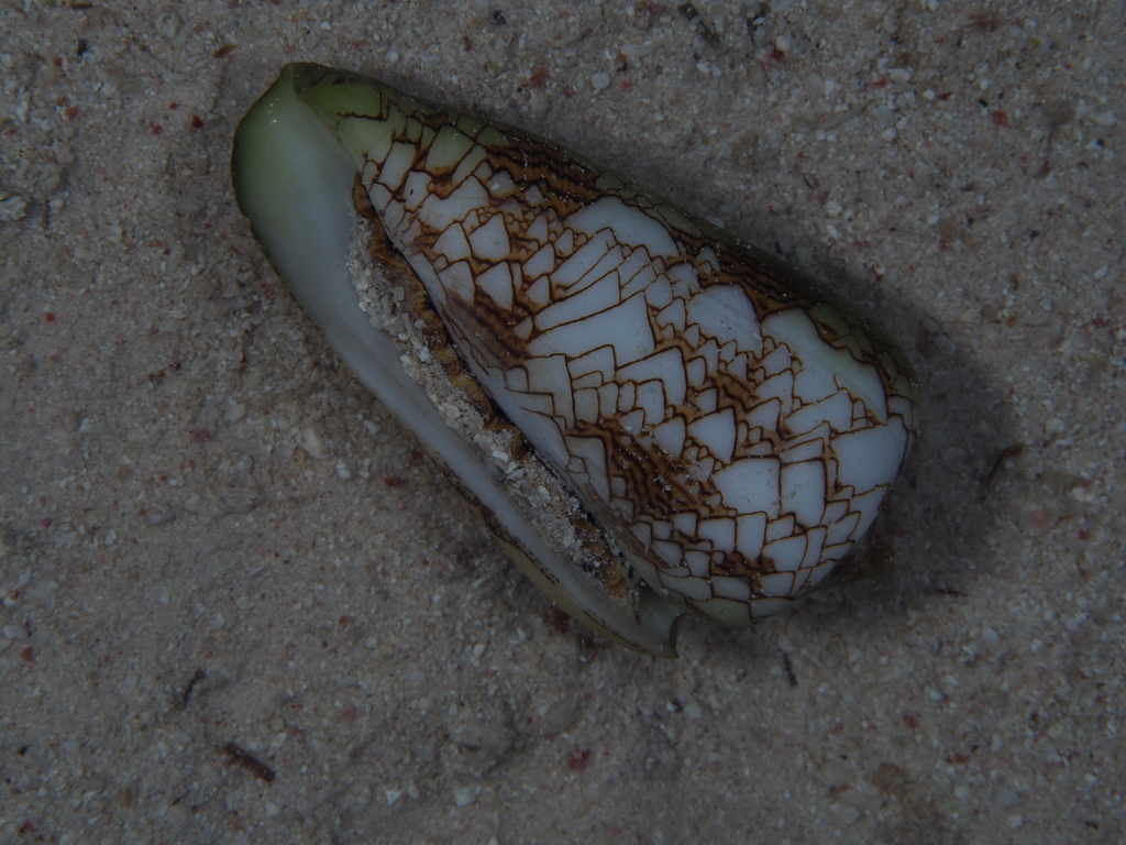 Conus textile neovicarius from Gota Abu Ramada(night) on November 11, 2021 at 11:25 PM by krkzv ...