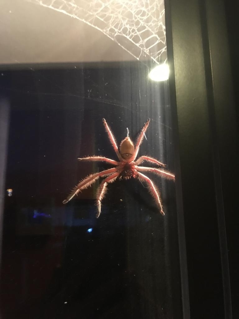 Grey Huntsman from Pōkeno 2402, New Zealand on December 22, 2021 by ...