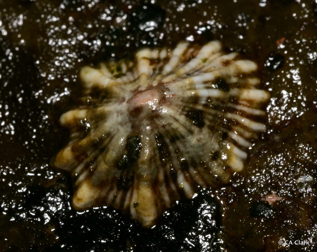 Siphonaria normalis A.Gould, 1846