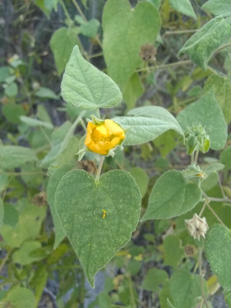 Shrubby Indian Mallow from Belle-Anse, HT-SE, HT on December 20, 2021 ...