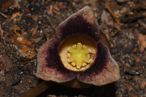 Rollins’ Wild Ginger (Asarum rollinsiae) · iNaturalist