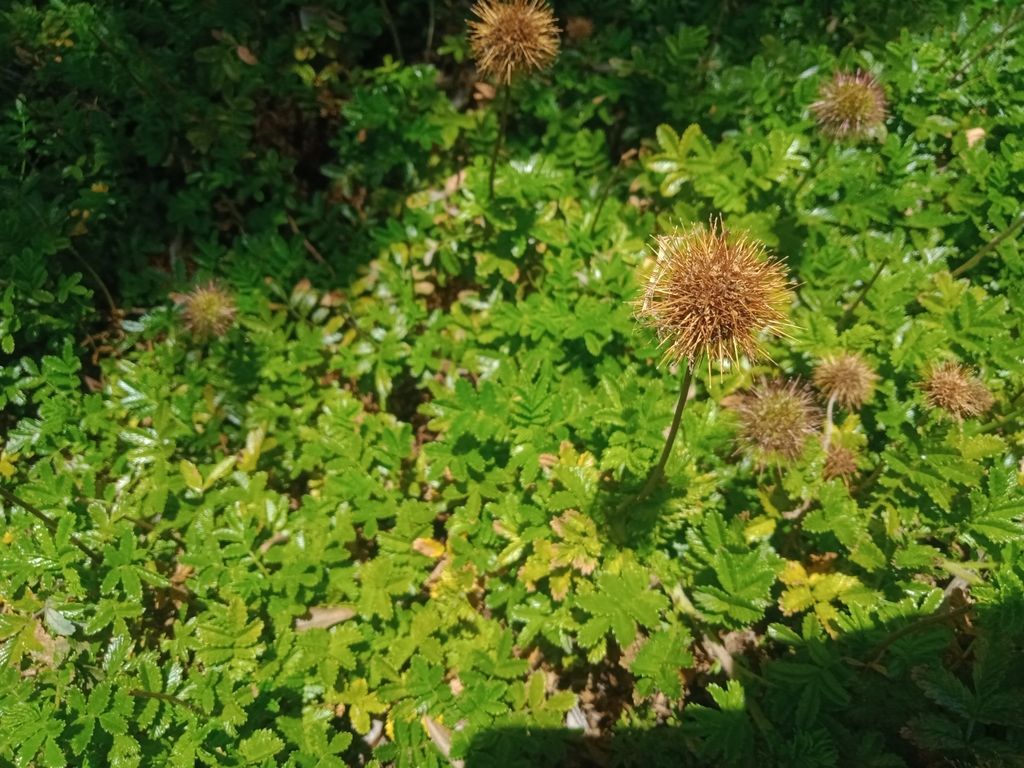Sand bidibid from Te Aro, Wellington 6011, New Zealand on December 23 ...
