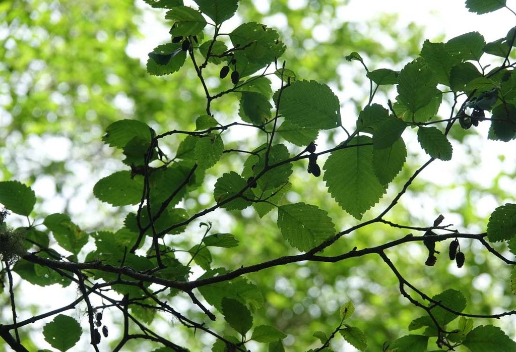Red Alder (Handbook for the Native Trees of Oregon) · iNaturalist