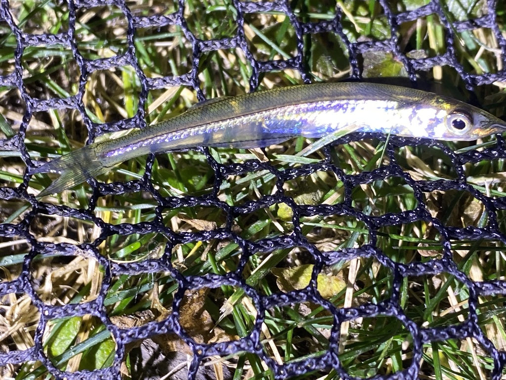 Brook Silverside from Grand River, Jackson, MI, US on December 22, 2021 ...