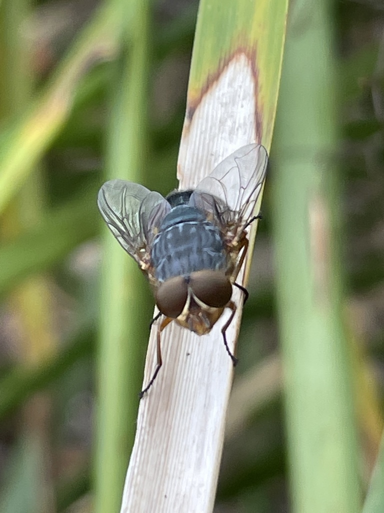 Bluebottle Flies from Frankston South, VIC, AU on December 23, 2021 at ...