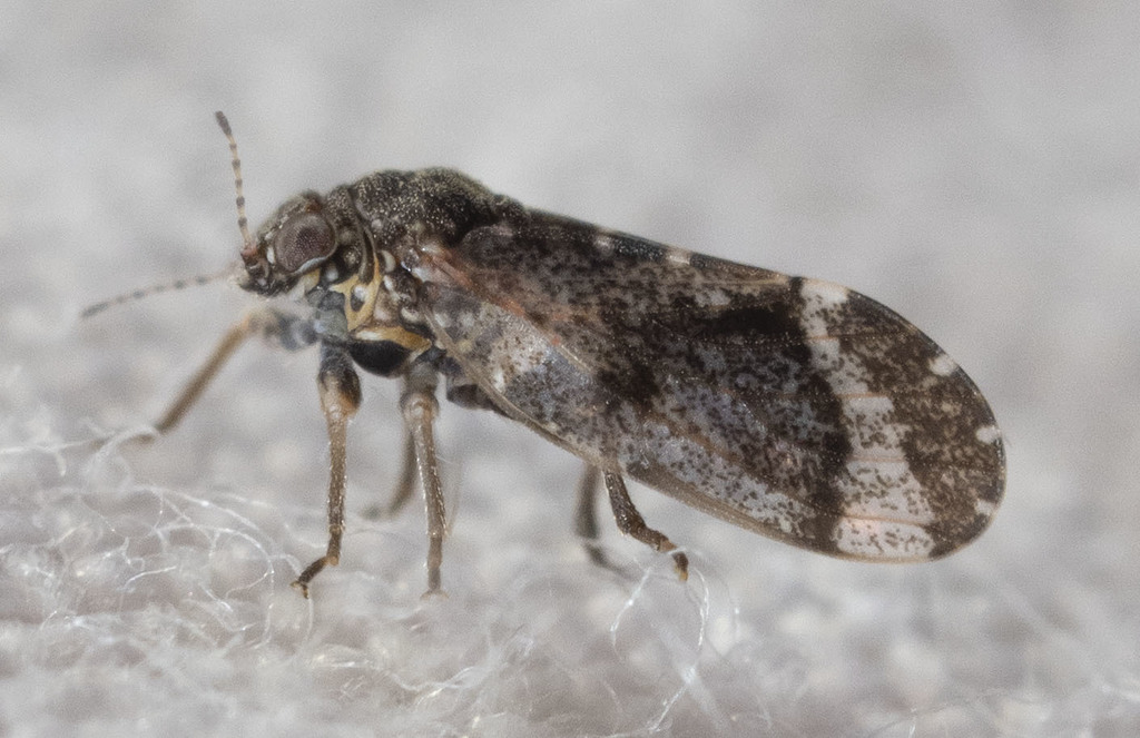 Hackberry Gall Psyllids from Papeete Dr, Plano, TX 75075, USA on ...