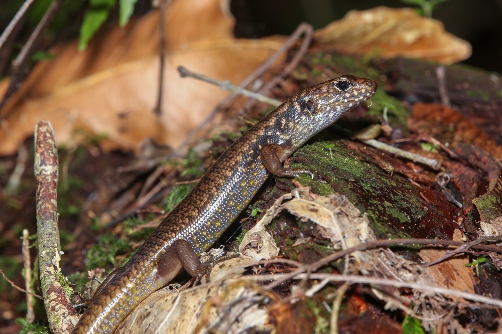 Blue-speckled Forest Skink from Brindle Creek, Border Ranges NP, NSW on ...
