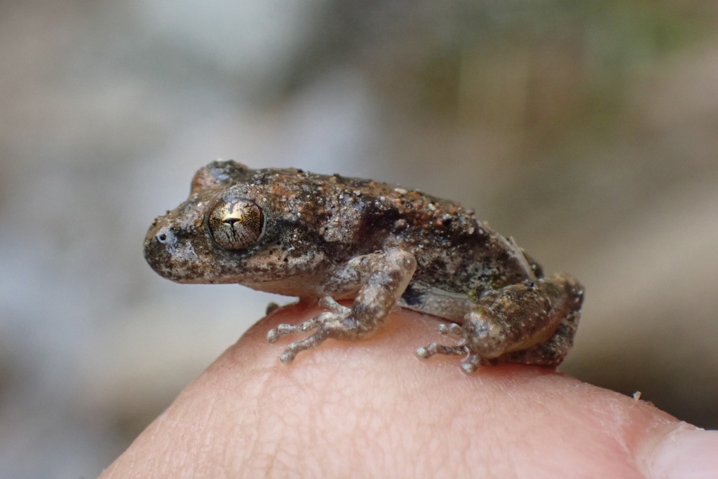 California Tree Frog from San Bernardino National Forest, Highland, CA ...
