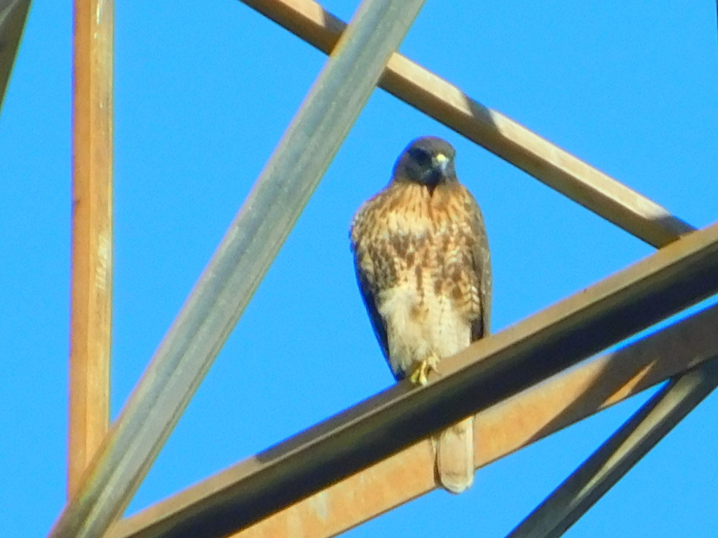 Red-tailed Hawk from La Perla, Cuautitlán Izcalli, Méx., México on ...