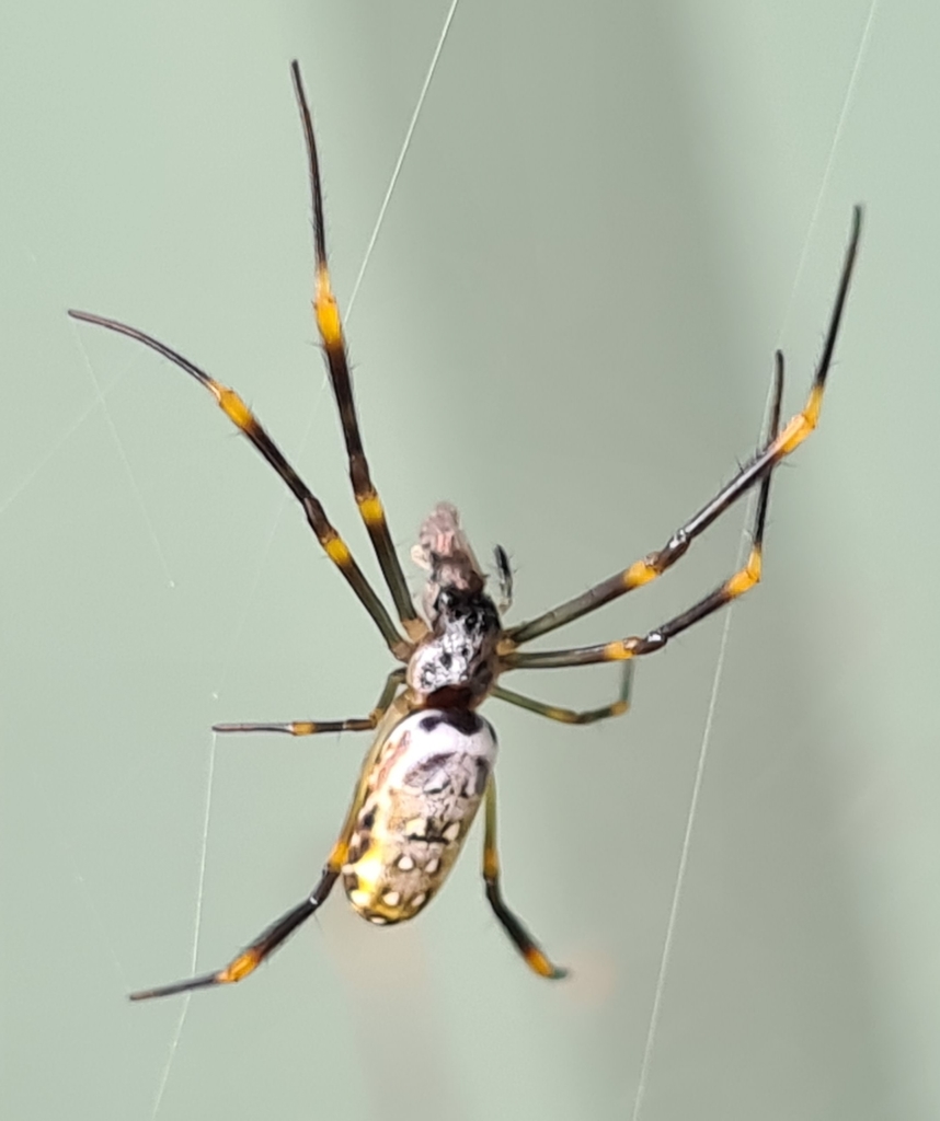 Tiger Spider from South West Rocks NSW 2431, Australia on December 23 ...