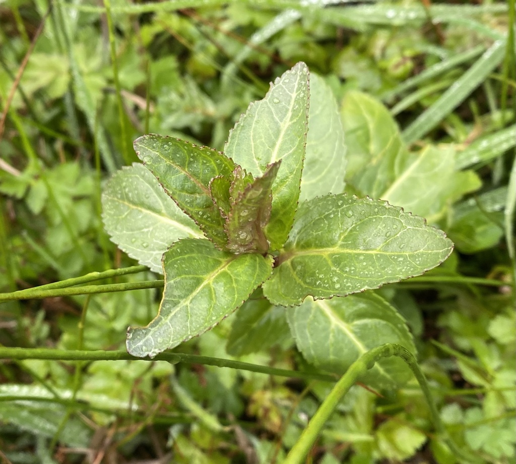 American brooklime from Gericke Rd, Petaluma, CA, US on December 22 ...