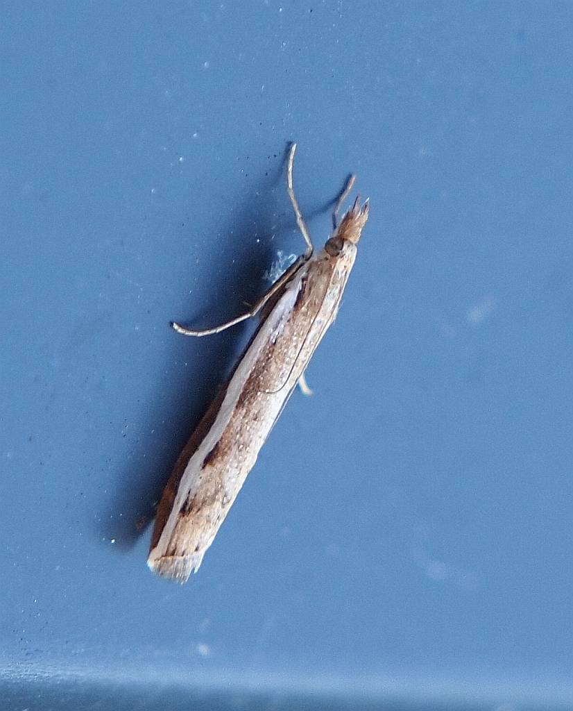 Common grass moth from St Clair, Dunedin 9012, New Zealand on December ...