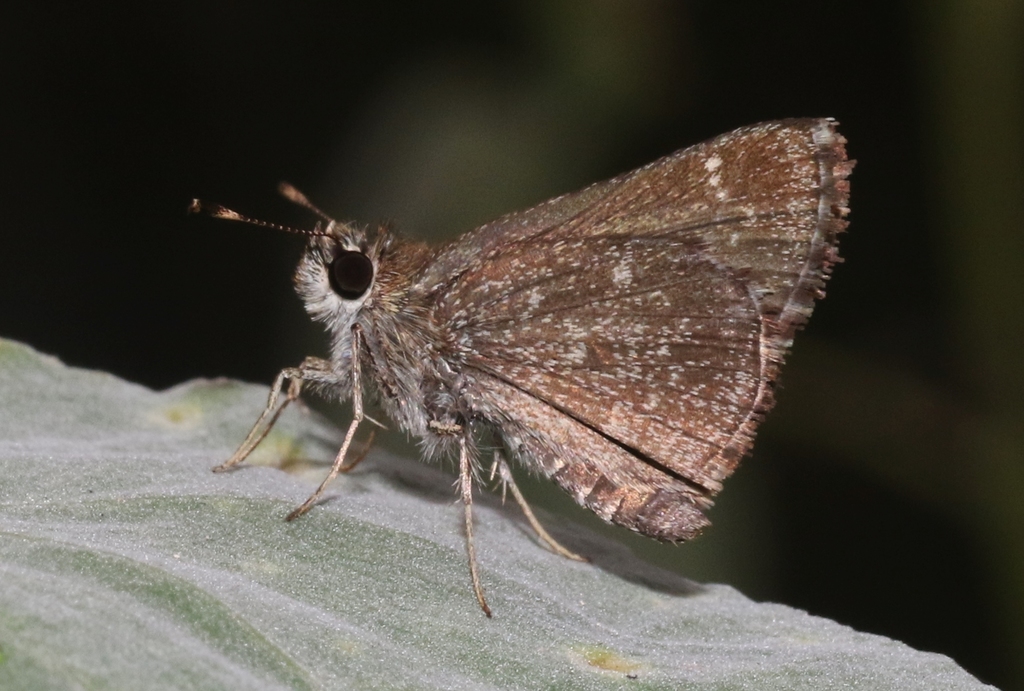 Celia's Roadside-Skipper (San Antonio Missions National Historical Park Butterfly Guide 🦋 ...