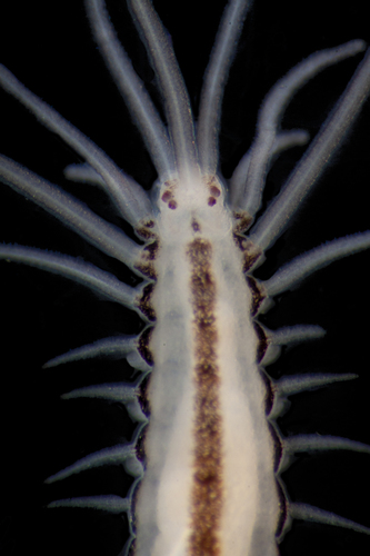 Proceraea prismaticus · iNaturalist