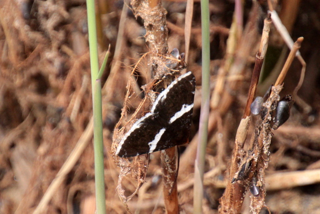Buzara frontinus from Dee Why NSW 2099, Australia on March 07, 2020 at ...