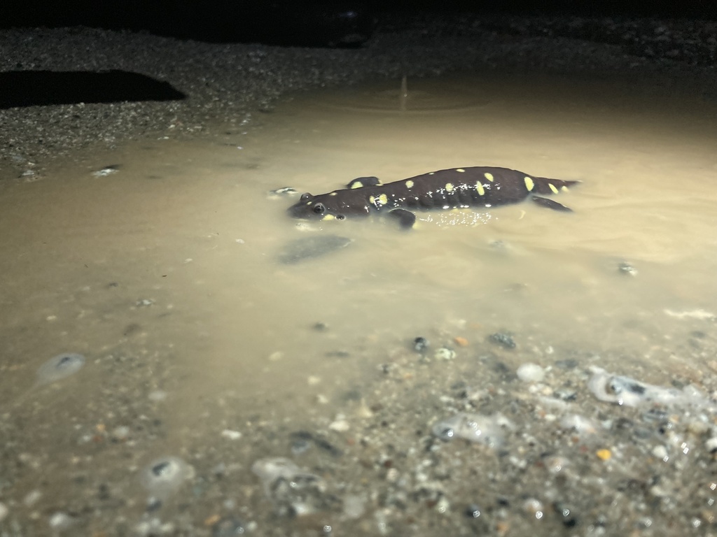 California Tiger Salamander in December 2021 by bortybo · iNaturalist
