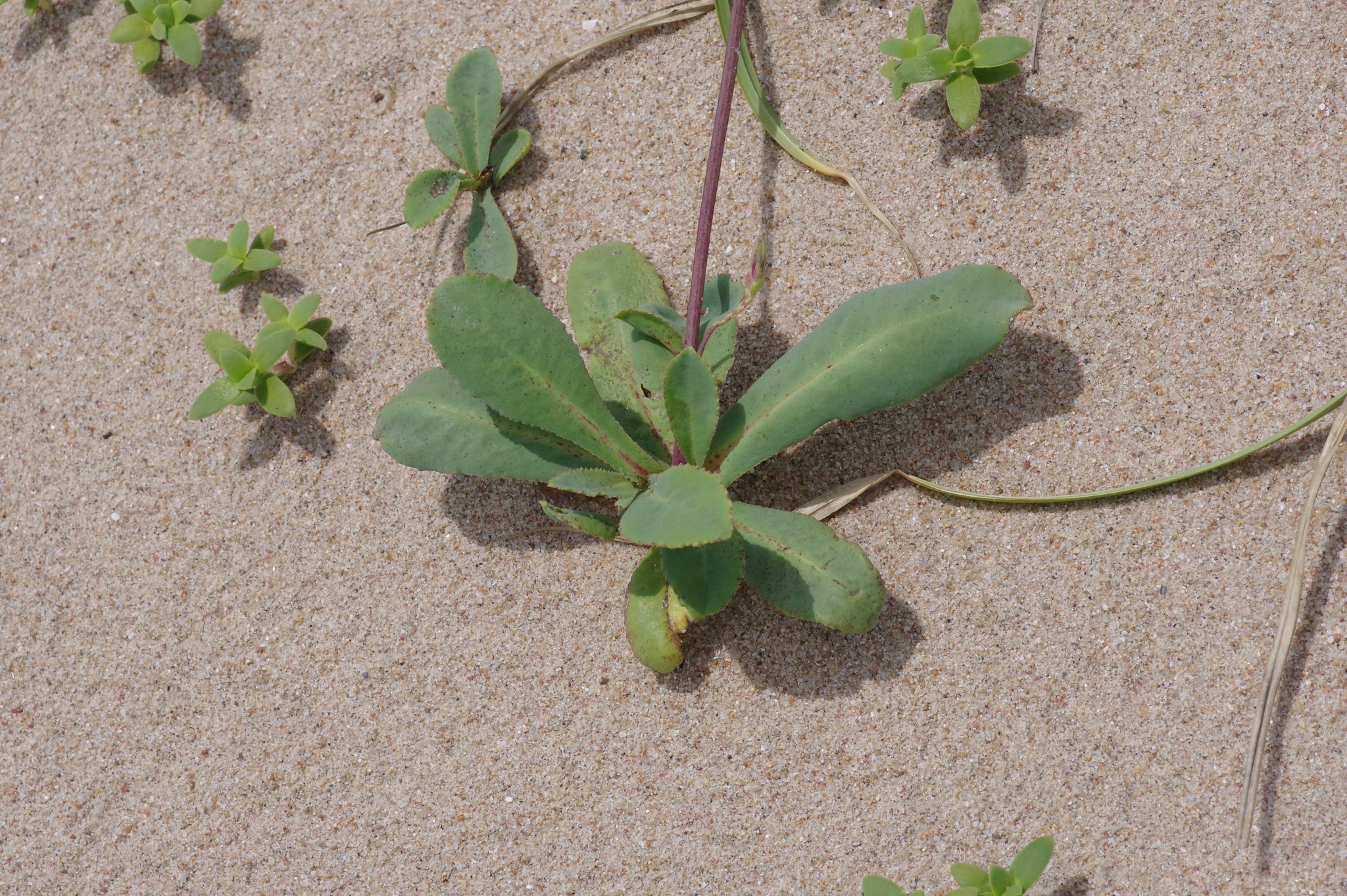 Launaea sarmentosa (Willd.) Sch.Bip. ex Kuntze