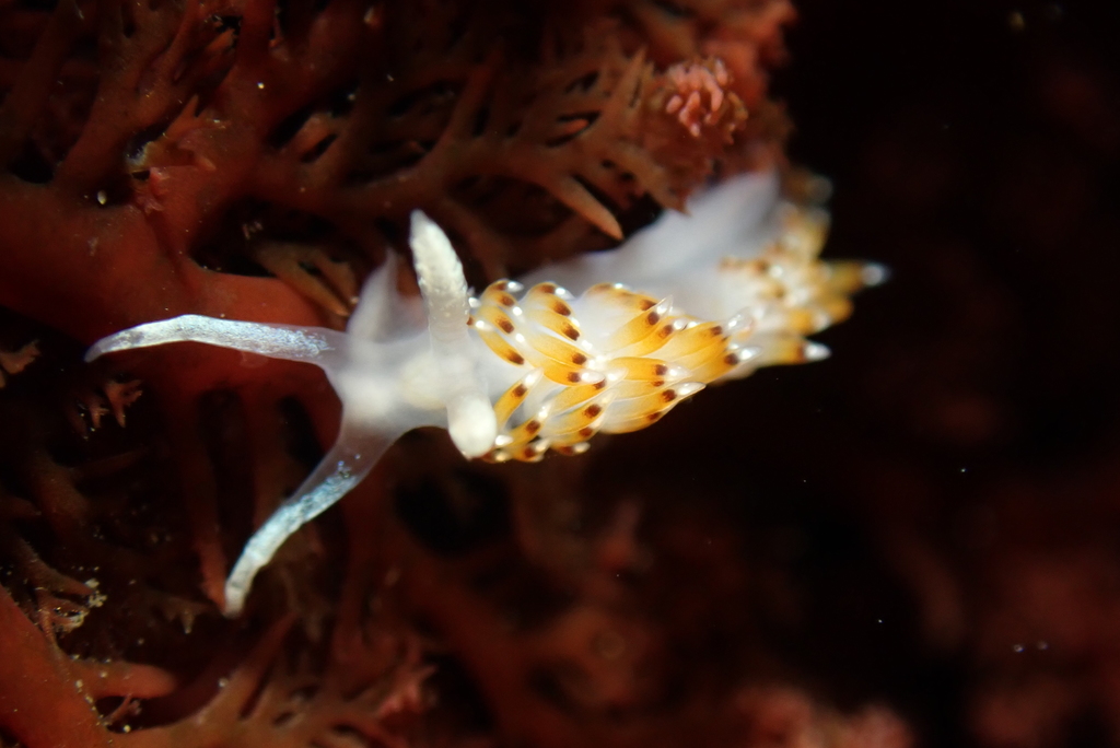 Price's Aeolid from Newport Beach, CA, USA on December 06, 2021 at 06: ...