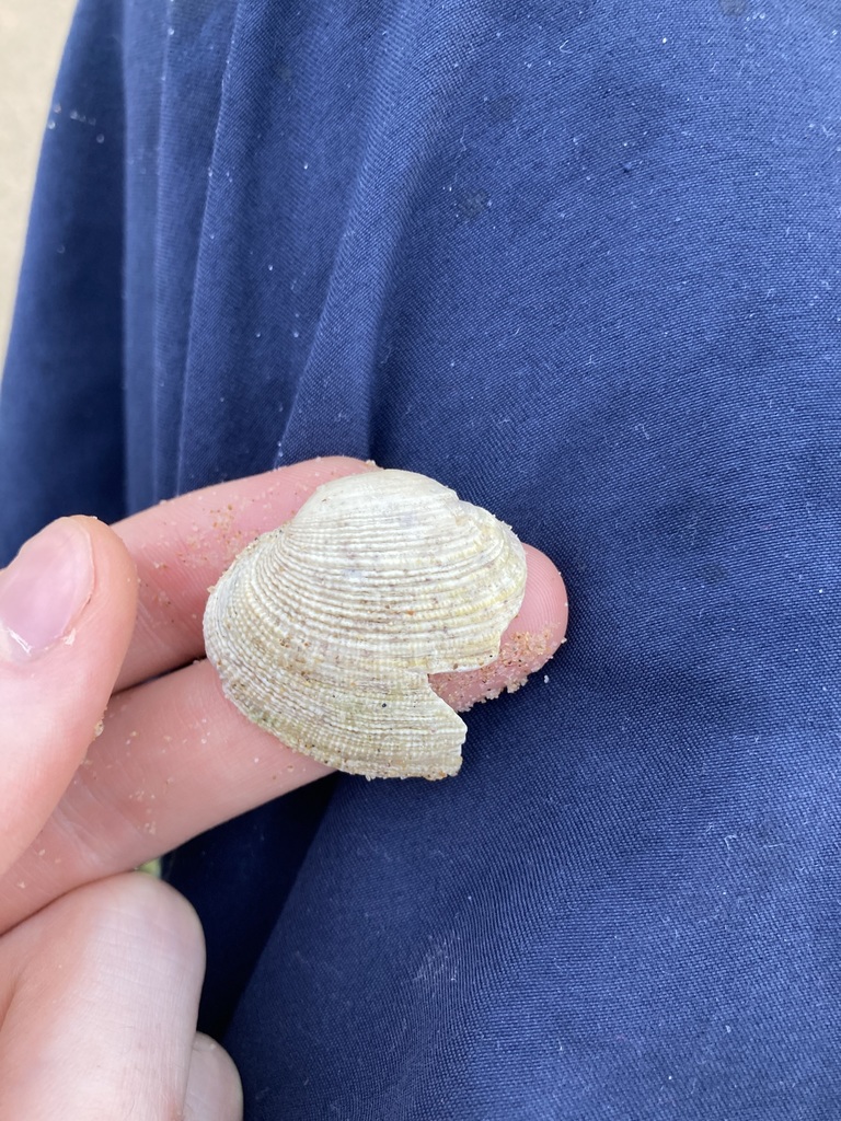 Boring Venus Shell from Port Macquarie-Hastings - Pt B, New South Wales ...