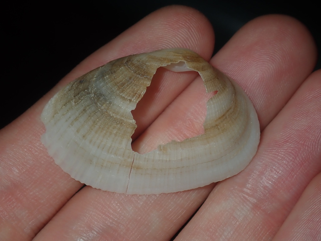 Radiately-Ridged Trough Shell from Port Macquarie-Hastings - Pt B, New ...