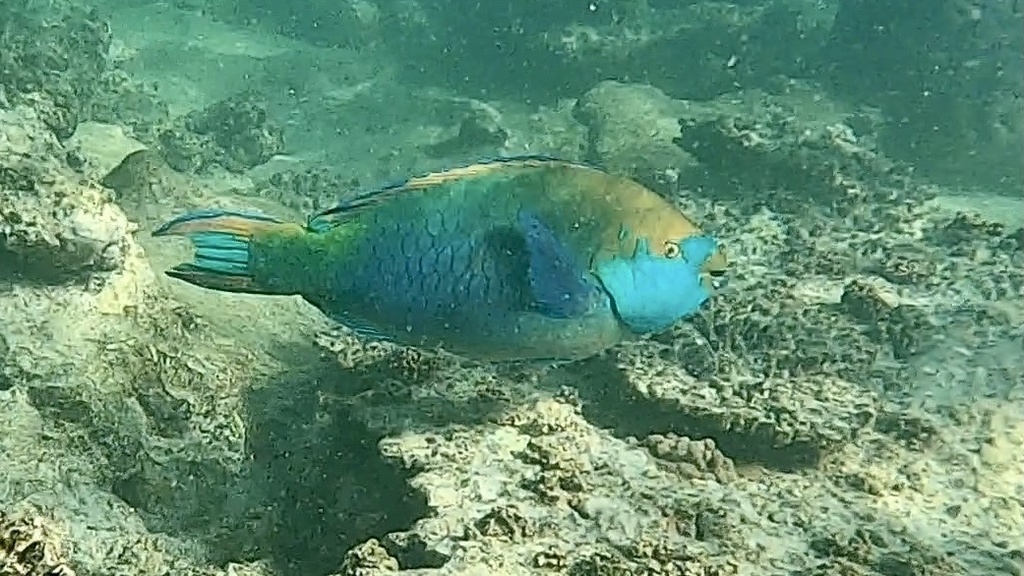 Greencheek Parrotfish from Oceano Indiano, Cape Range National Park, WA ...