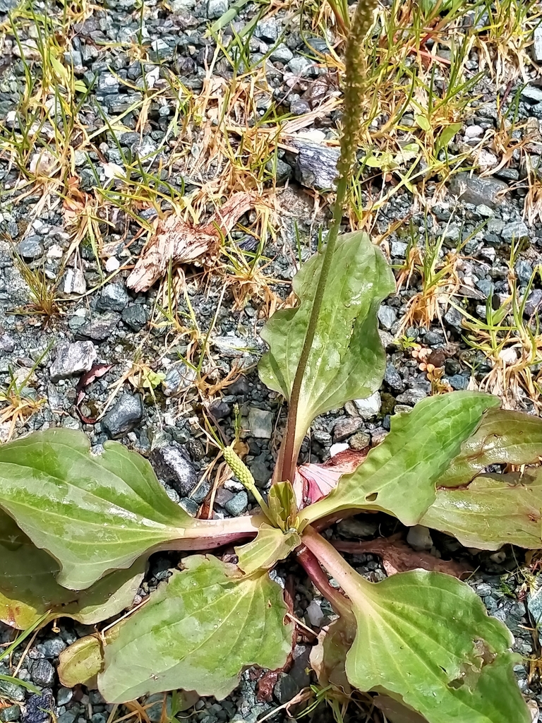 greater plantain from Milford Sound Airport (MFN), Milford Sound 9679 ...
