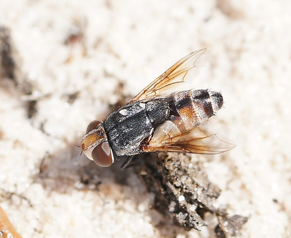 Protomiltogramma cincta from Little Desert VIC 3418, Australia on ...