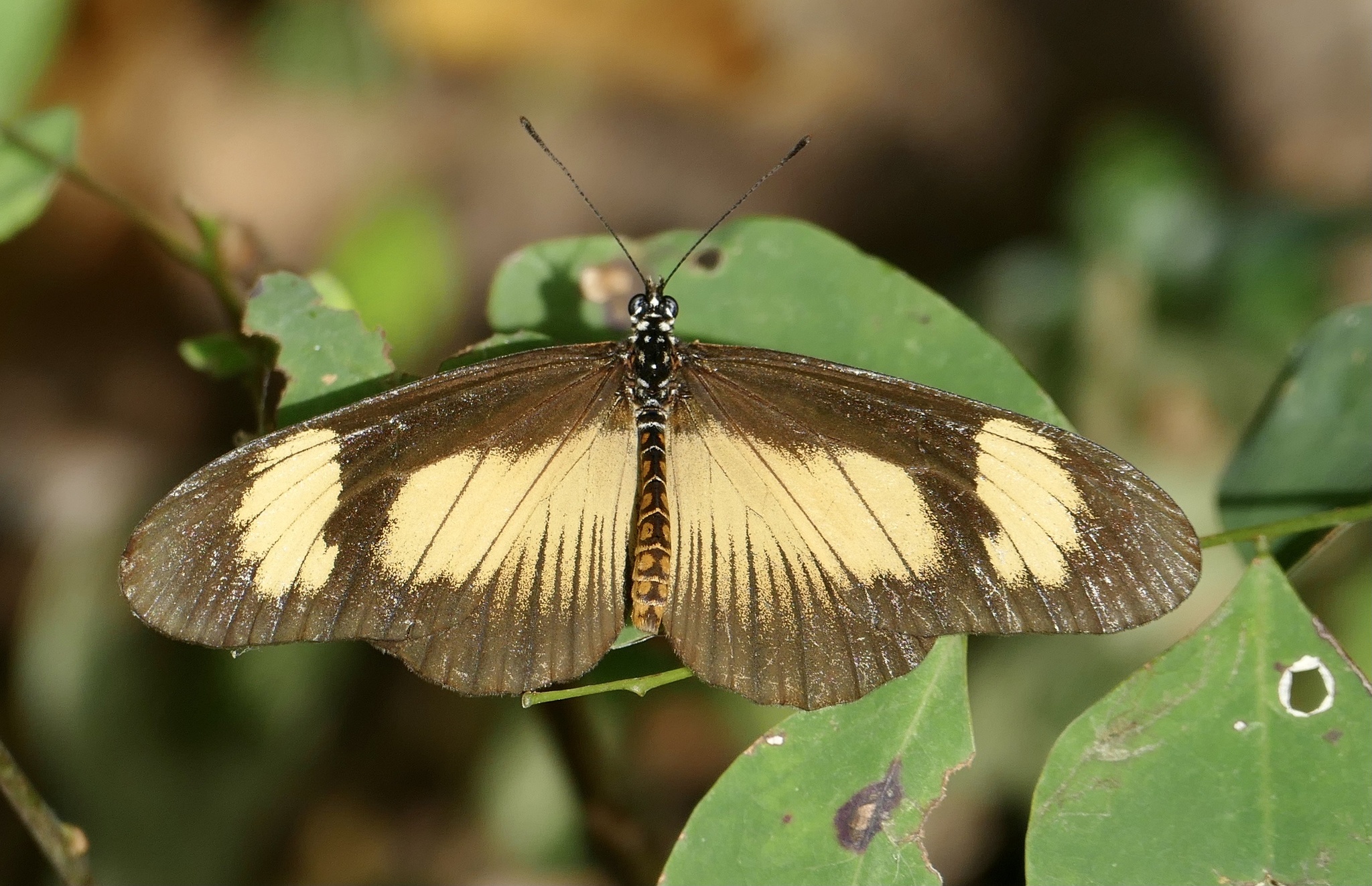 Acraea jodutta Fabricius, 1793