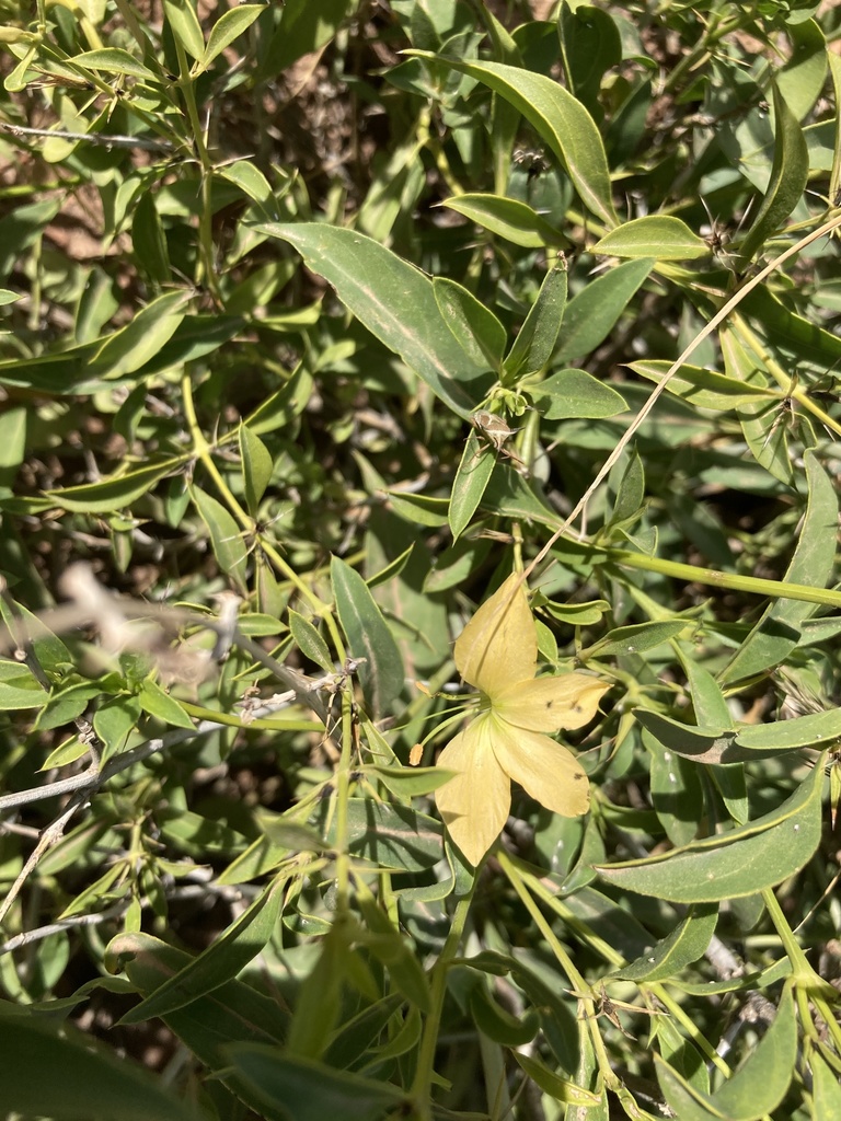 porcupine flower from C40, Kunene, NA on May 2, 2021 at 11:15 AM by ...