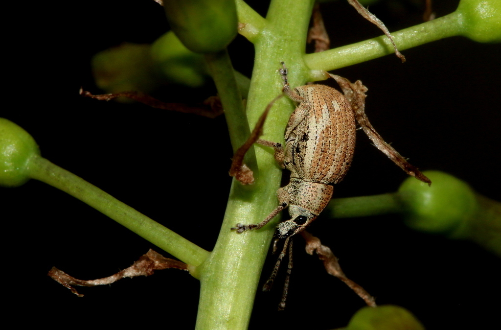 Broad-nosed Weevils from Wonderboom, Pretoria, 0182, South Africa on ...
