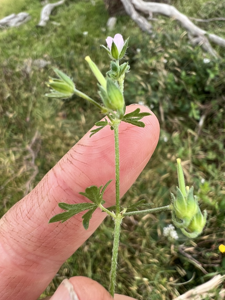 Geranium gardneri from Sugarloaf Walking, Christmas Hills, VIC, AU on ...