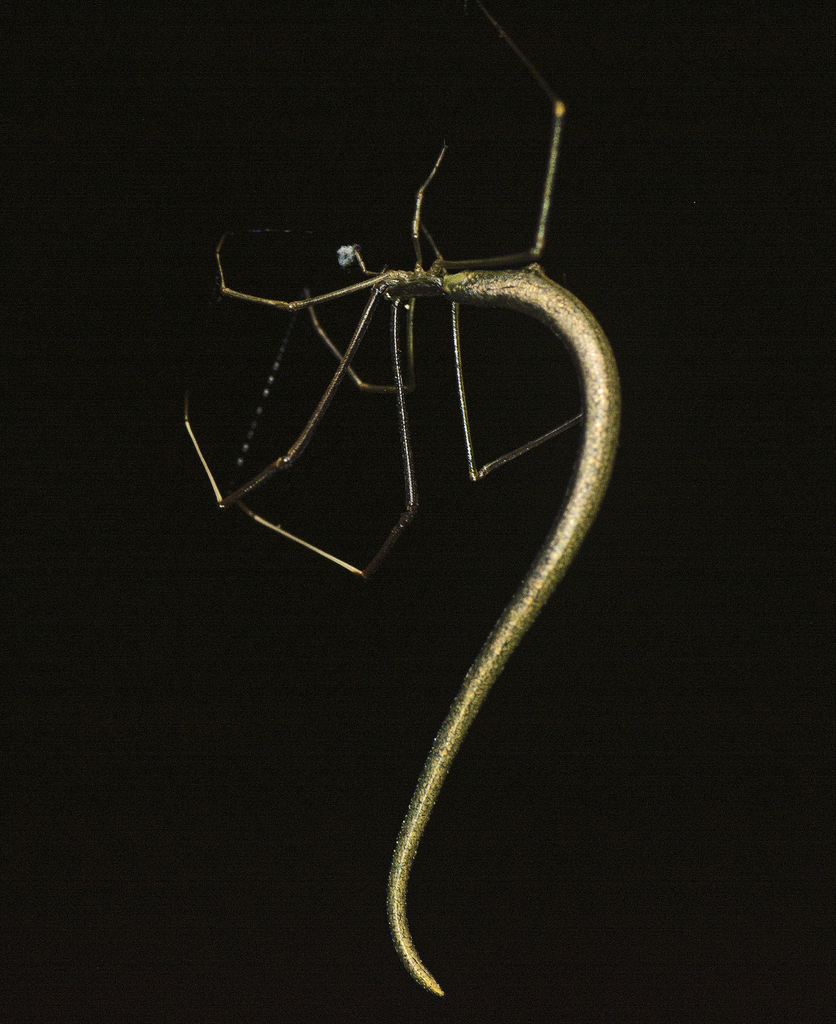 Whip Spider from Mount Archer QLD 4514, Australia on December 23, 2021 ...