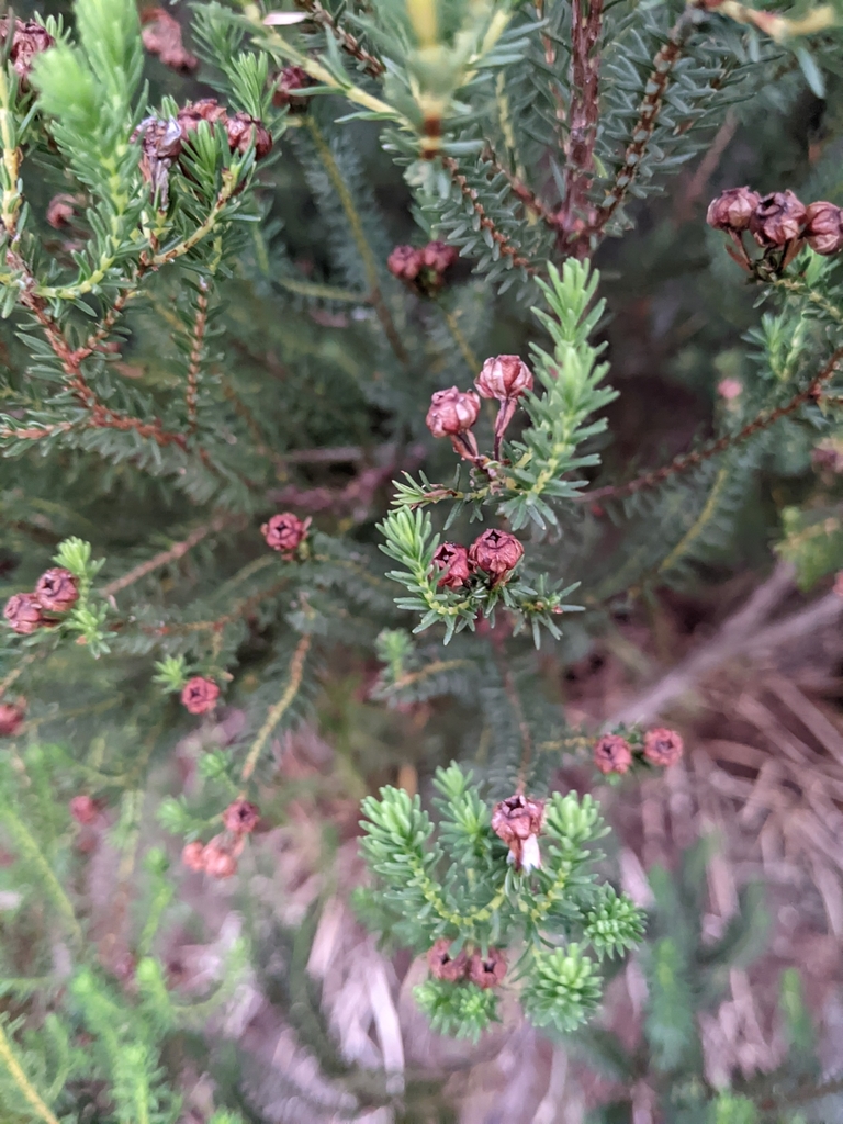 Berry Heath from Mangawhai Heads, Mangawhai, New Zealand on December 23 ...