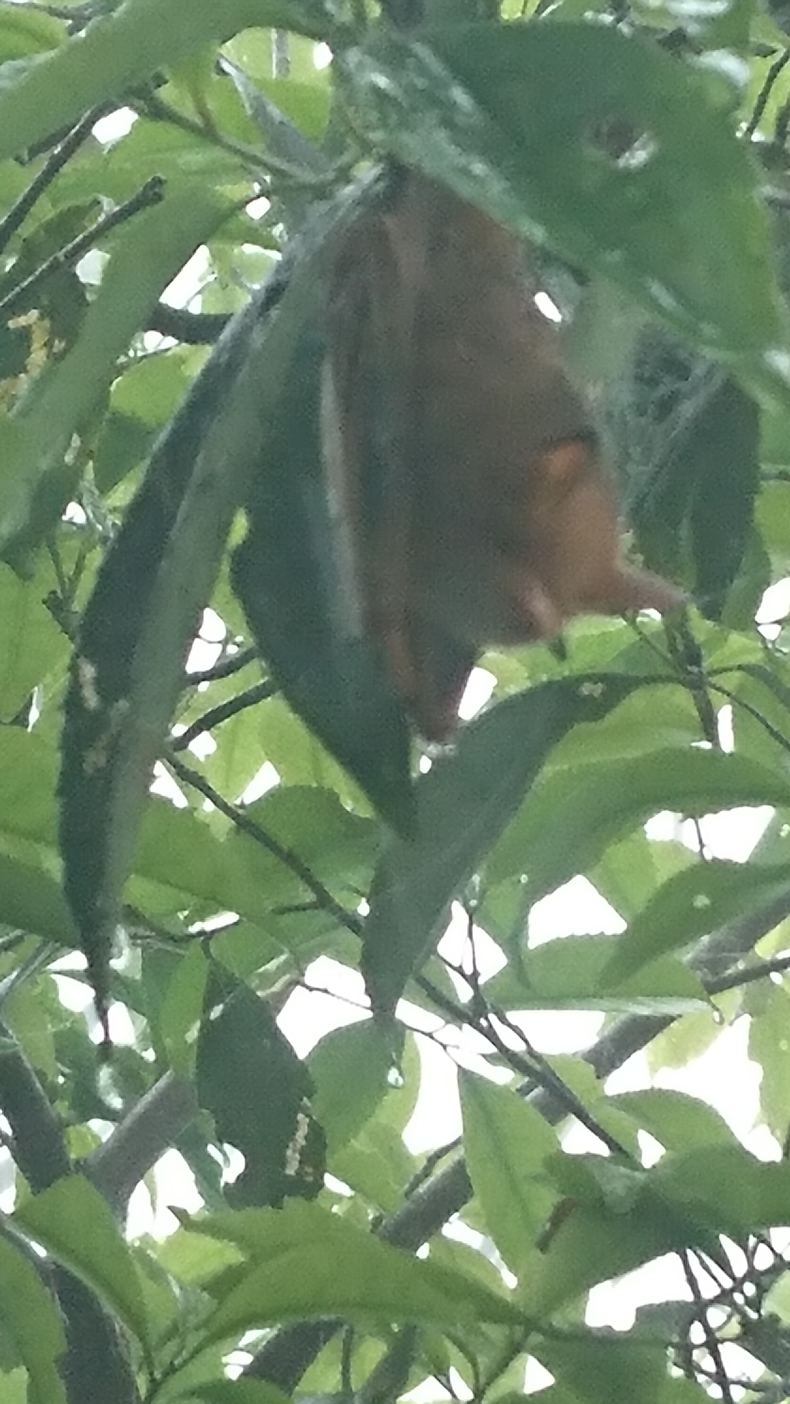 Myotis rufoniger (Tomes, 1858)