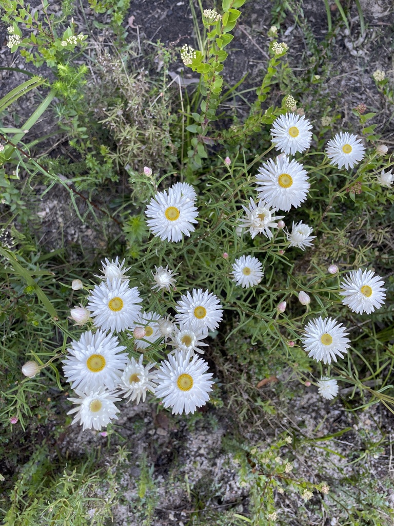 cudweeds, everlastings, and pussytoes from Newnes Campground, Newnes ...