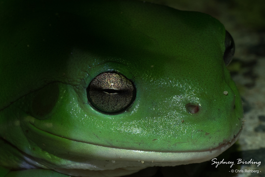 Australian Green Tree Frog from Sydney NSW, Australia on December 23 ...