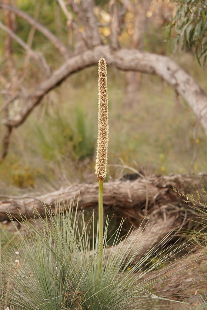 Austral Grass-tree from Glenisla VIC 3314, Australia on December 14 ...