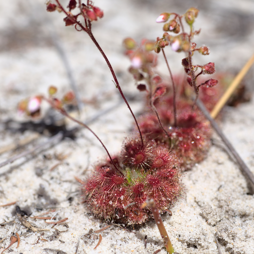 (Drosera × sidjamesii) - Botanical Realm