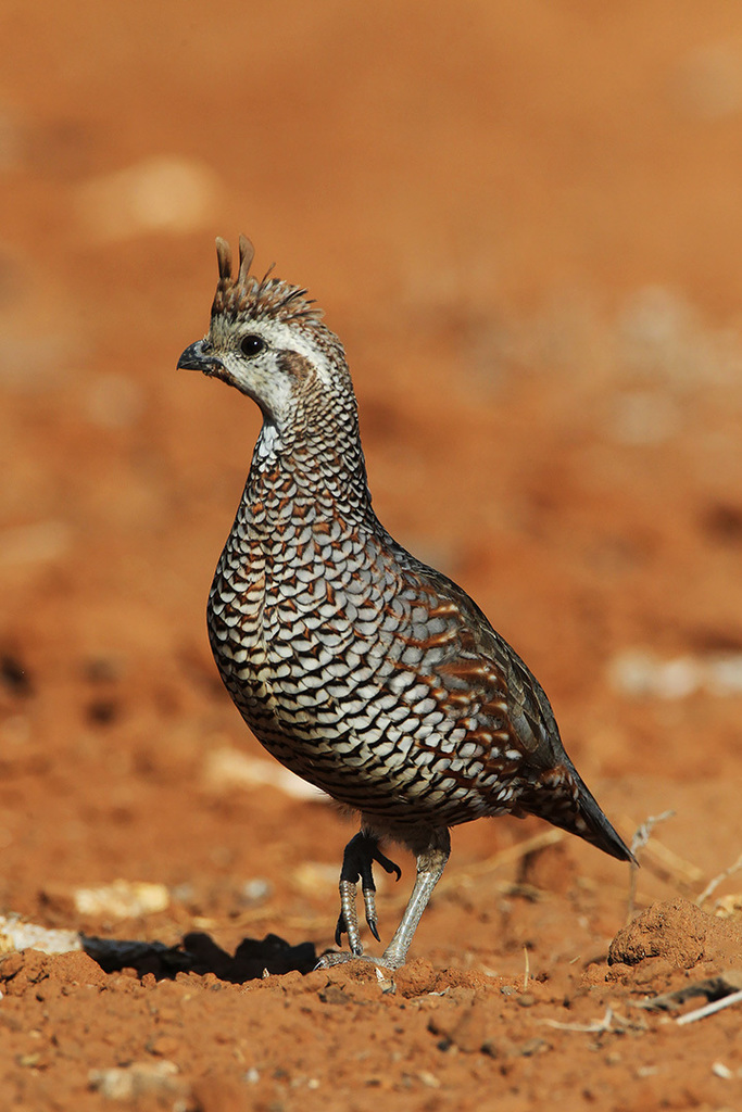 Scaled Quail × Northern Bobwhite from Starr County, TX, USA on April 6 ...