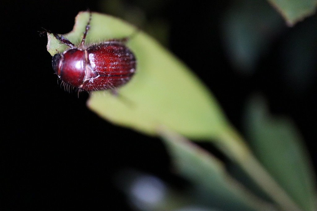 Scarabs in December 2021 by Antonette Rings · iNaturalist