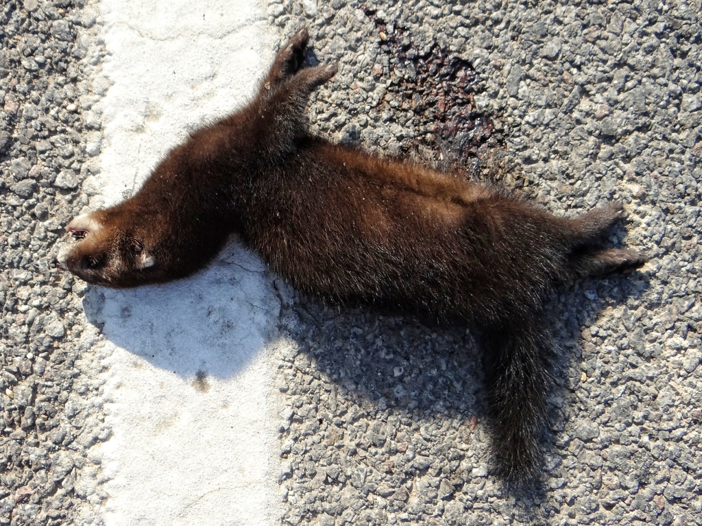 Common European Polecat (Mustela putorius putorius) - Know Your Mammals