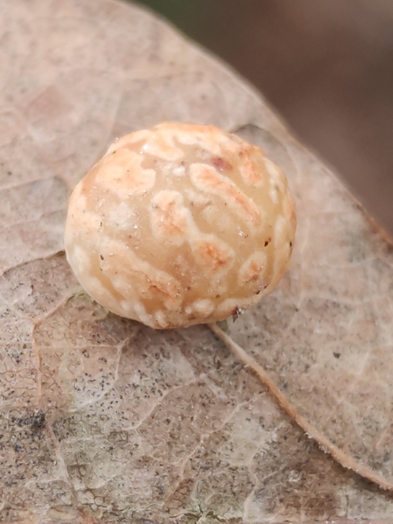 Striped Pea Gall Wasp from La Chapelle-sur-Erdre on December 23, 2021 ...