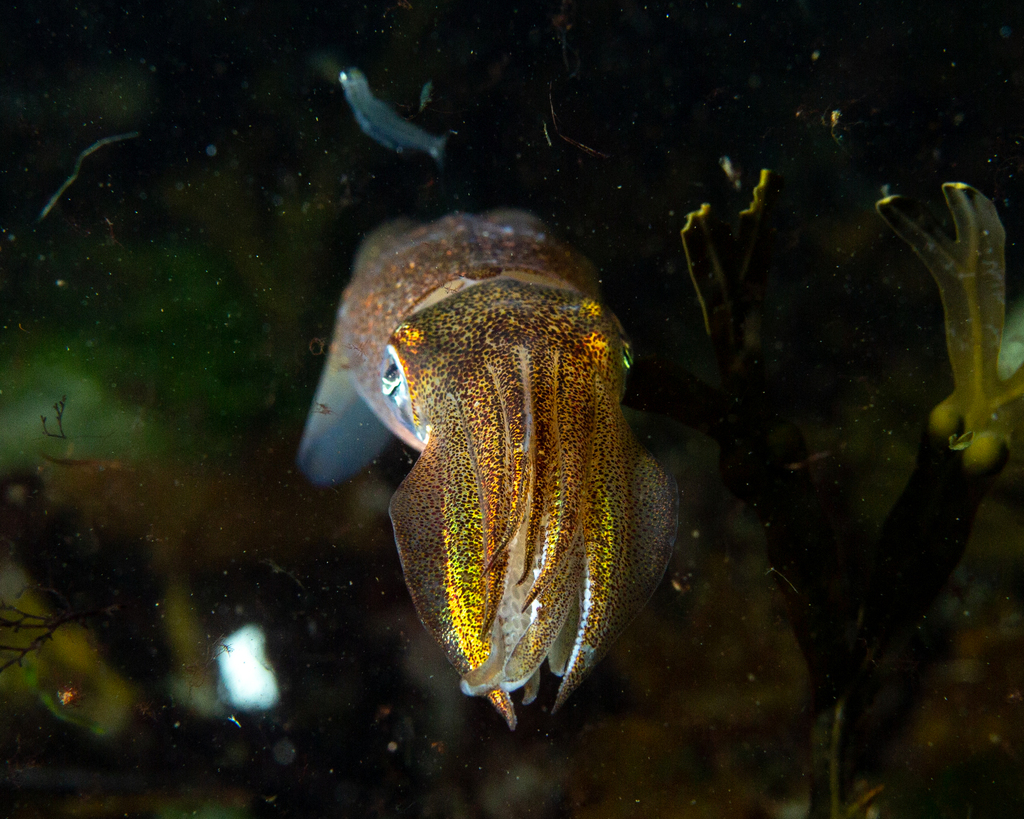 Longfin Inshore Squid from Rockport, MA, USA on September 05, 2021 at ...
