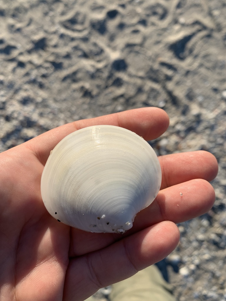 Disk Dosinia from Sanibel Island, Sanibel, FL, US on December 23, 2021 ...