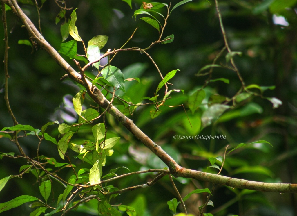 plants from H44C+9VJ, Matugama, Sri Lanka on August 13, 2021 at 09:56 ...