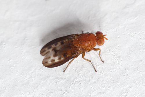 Neominettia wiedemanni · iNaturalist