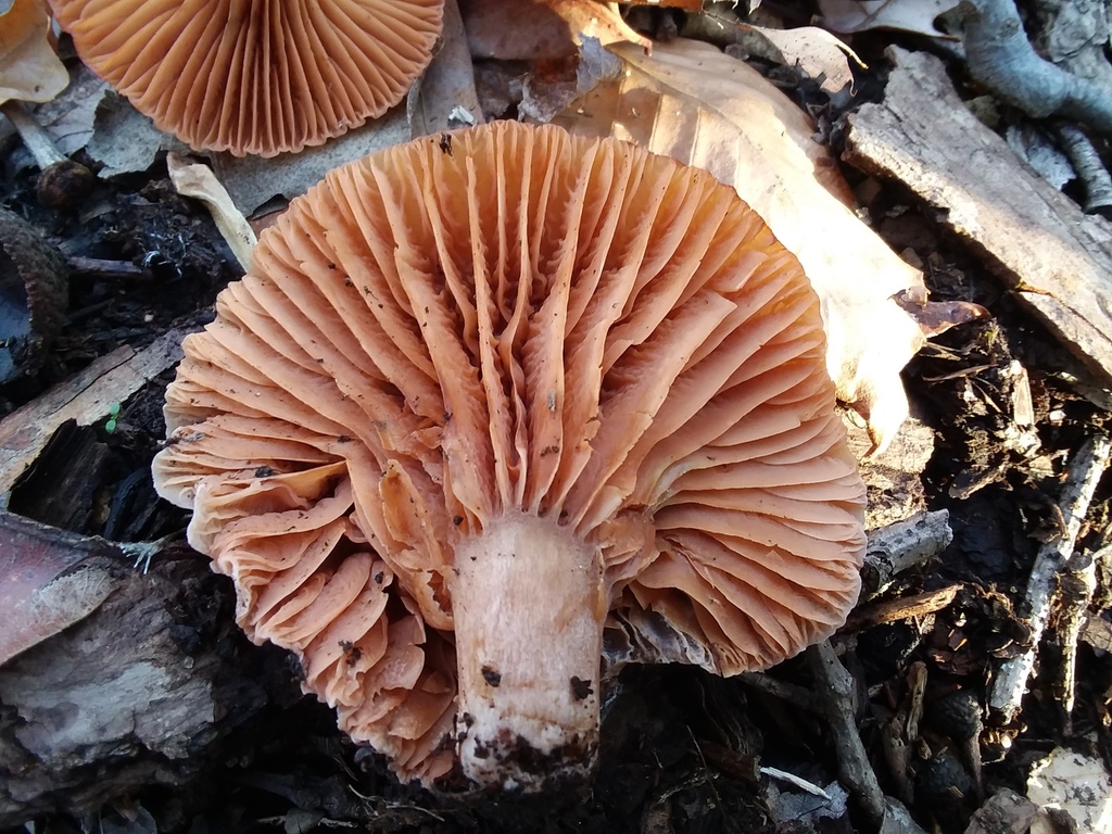 Toasted Waxcap in December 2021 by Robert Bosiljevac. Large group ...