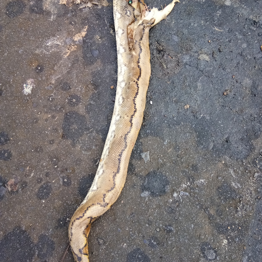 Reticulated Python from North Halmahera Regency, North Maluku ...