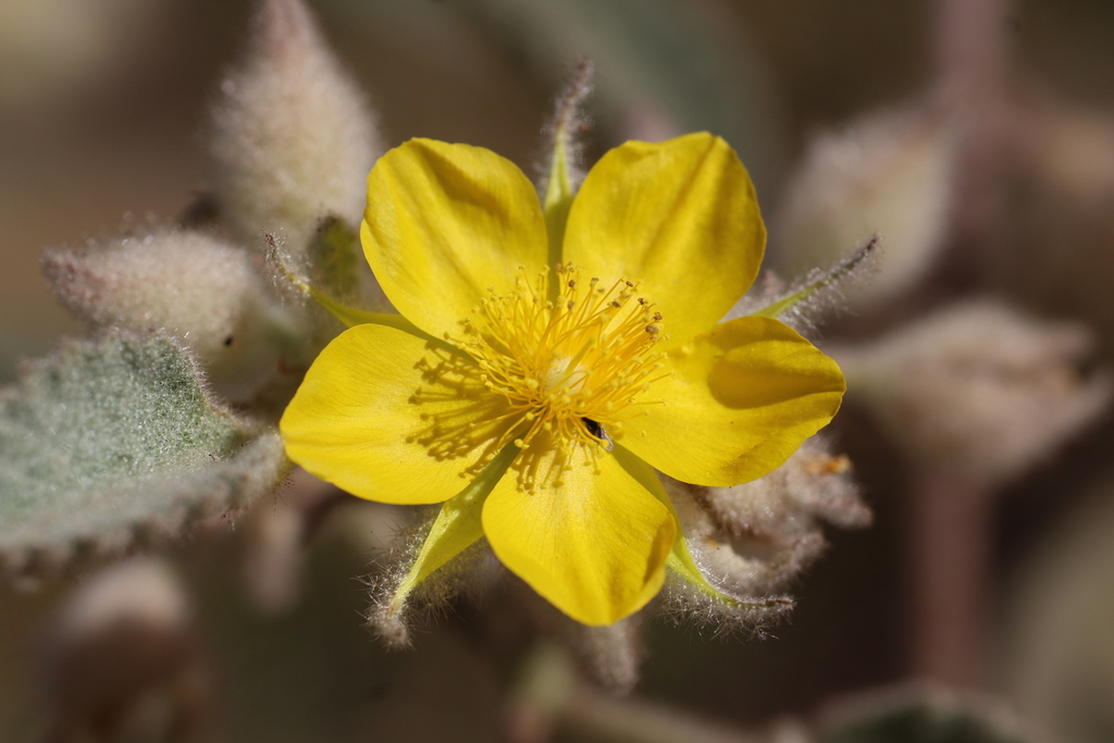 (Corchorus) - Botanical Realm