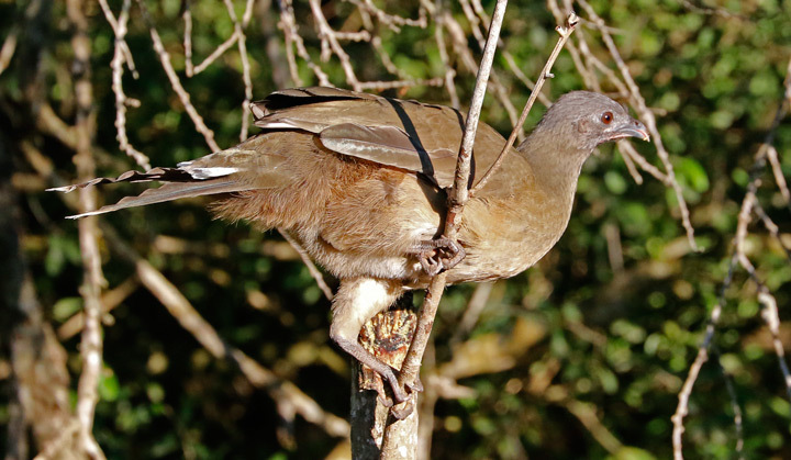 Plain Chachalaca from Hidalgo, Texas, United States on December 22 ...